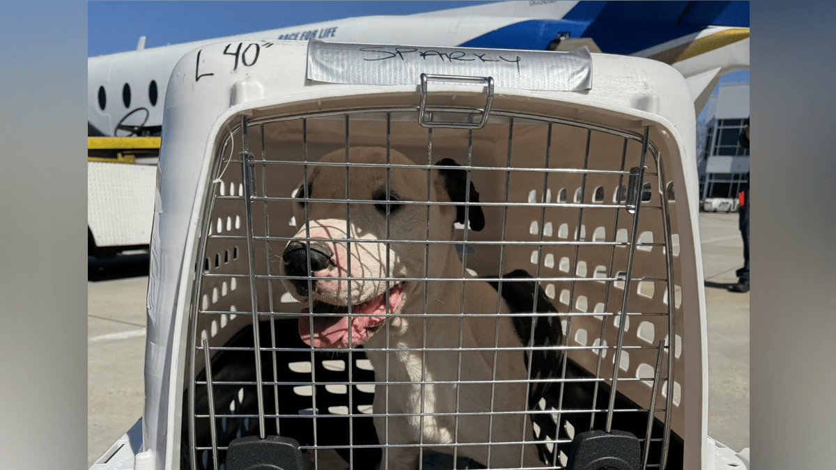 Texas rescue dogs ship up to Boston - Boston News, Weather, Sports ...