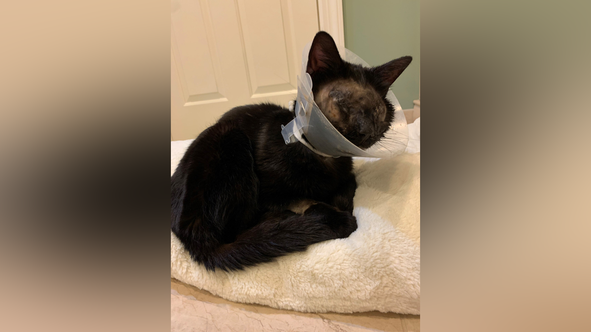 Do you know this cat? MSCPA hoping to reunite severely-injured cat with ...