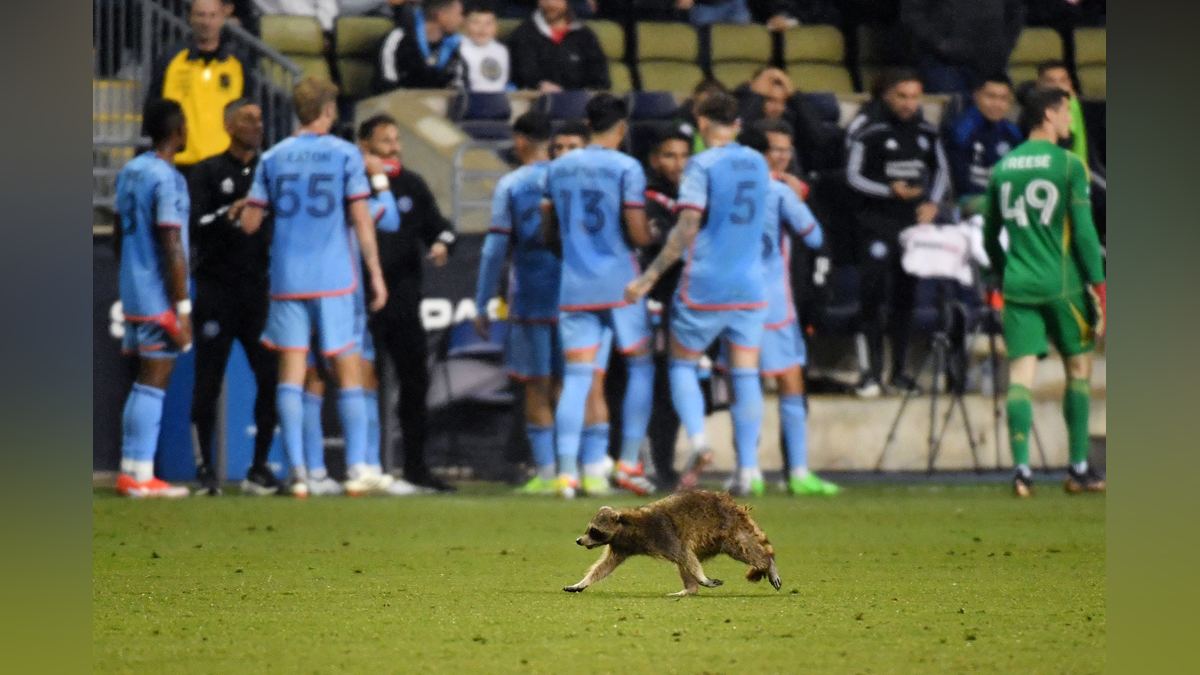 Raccoon, chased by staff with trash cans, storms pitch during soccer ...