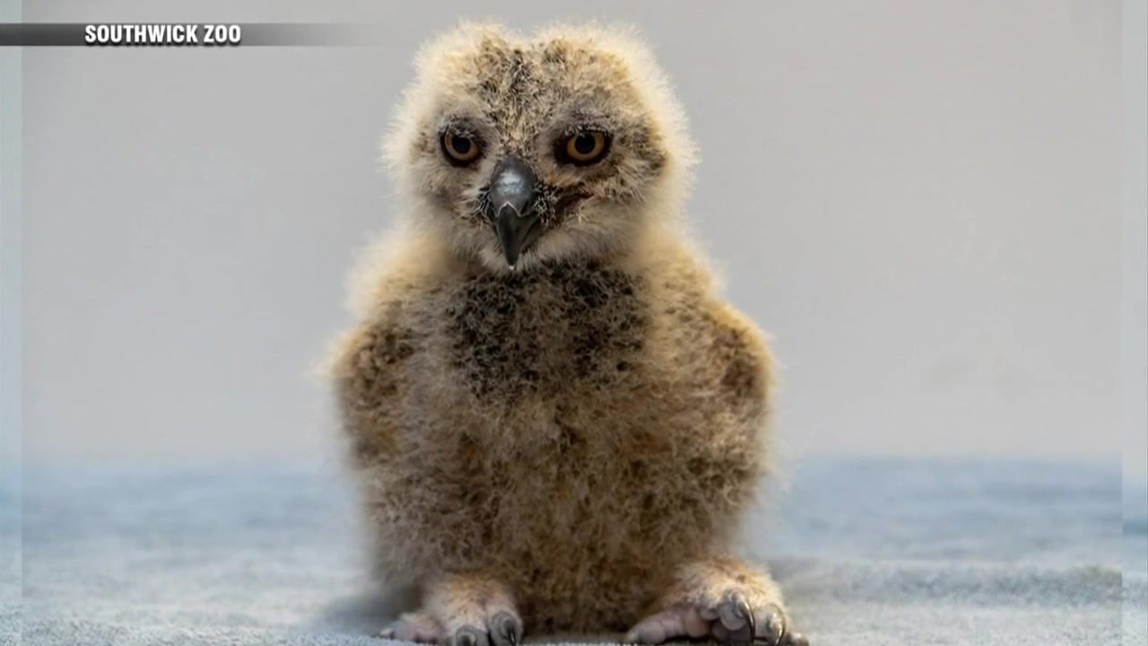 Baby Eurasian eagle-owl hatches at Southwick’s Zoo - Boston News ...