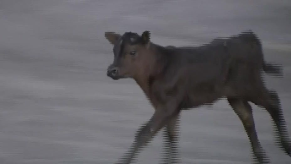 ‘I heard this moo’: Cows on the loose on Newbury highway - Boston News ...