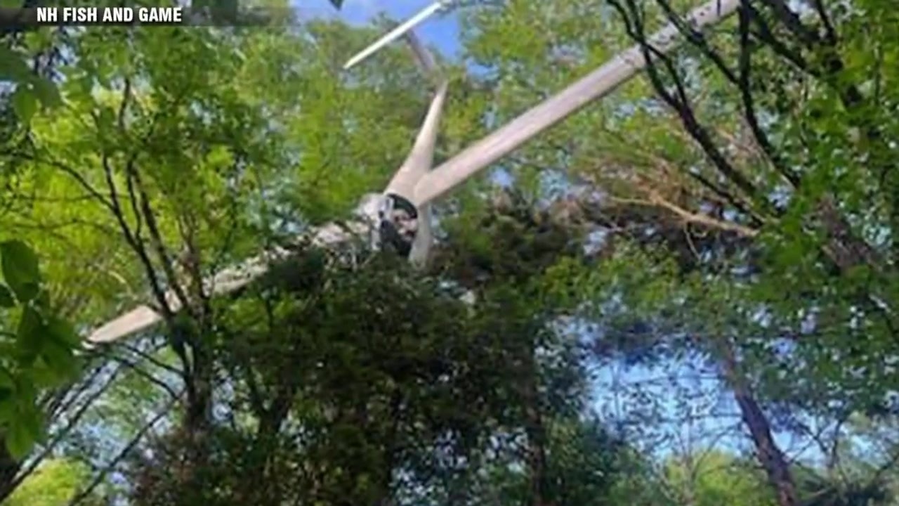 Man rescued from tree after crashing glider in NH - Boston News ...