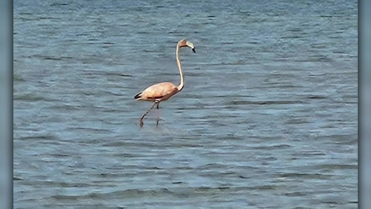 ‘There’s no real precedent for this’: Flamingo spotted on Cape Cod ...