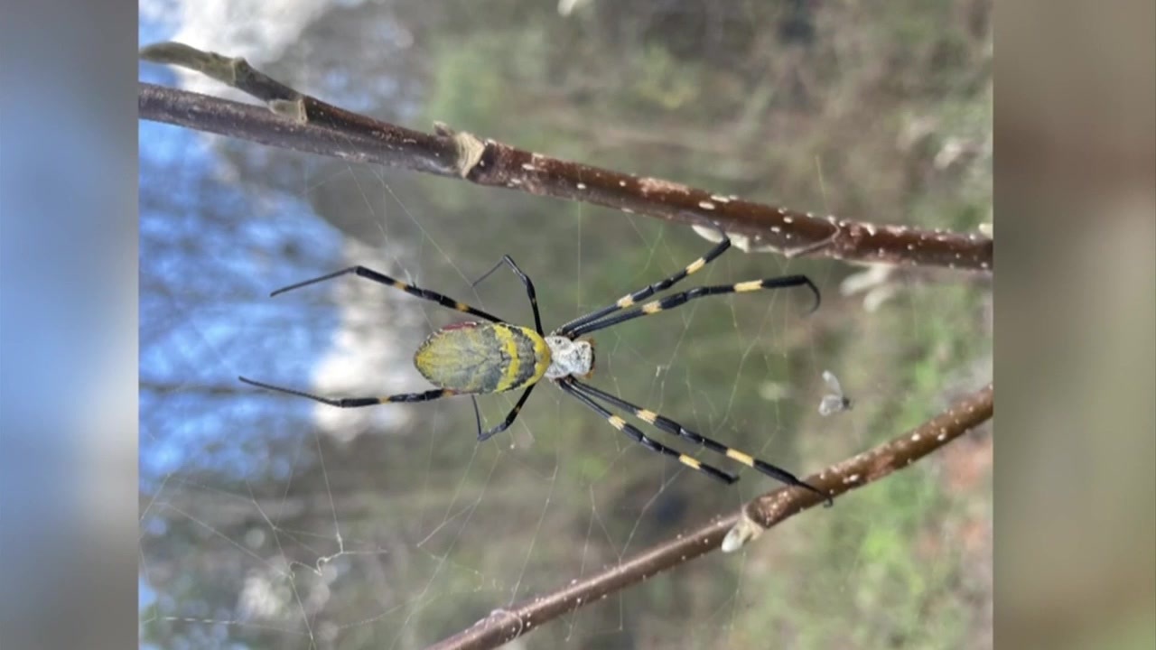 Invasive Joro spider population growing on East Coast – but experts say ...
