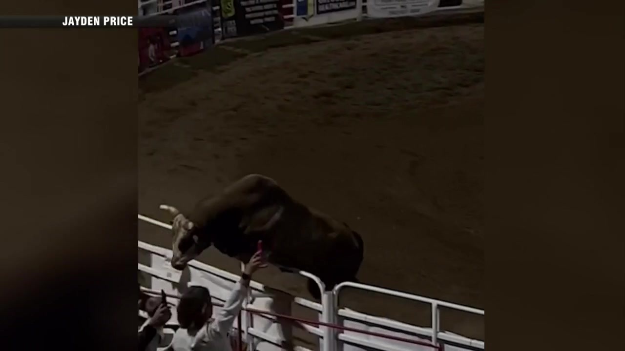 Bull that jumped the fence at Oregon rodeo forced to retire from ...