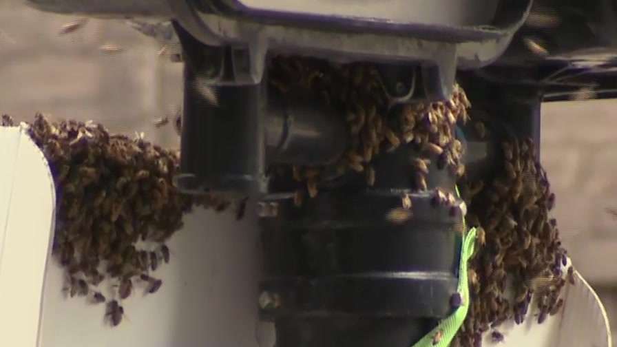 Swarming Bees Take Over Intersection In Downtown Boston Boston News