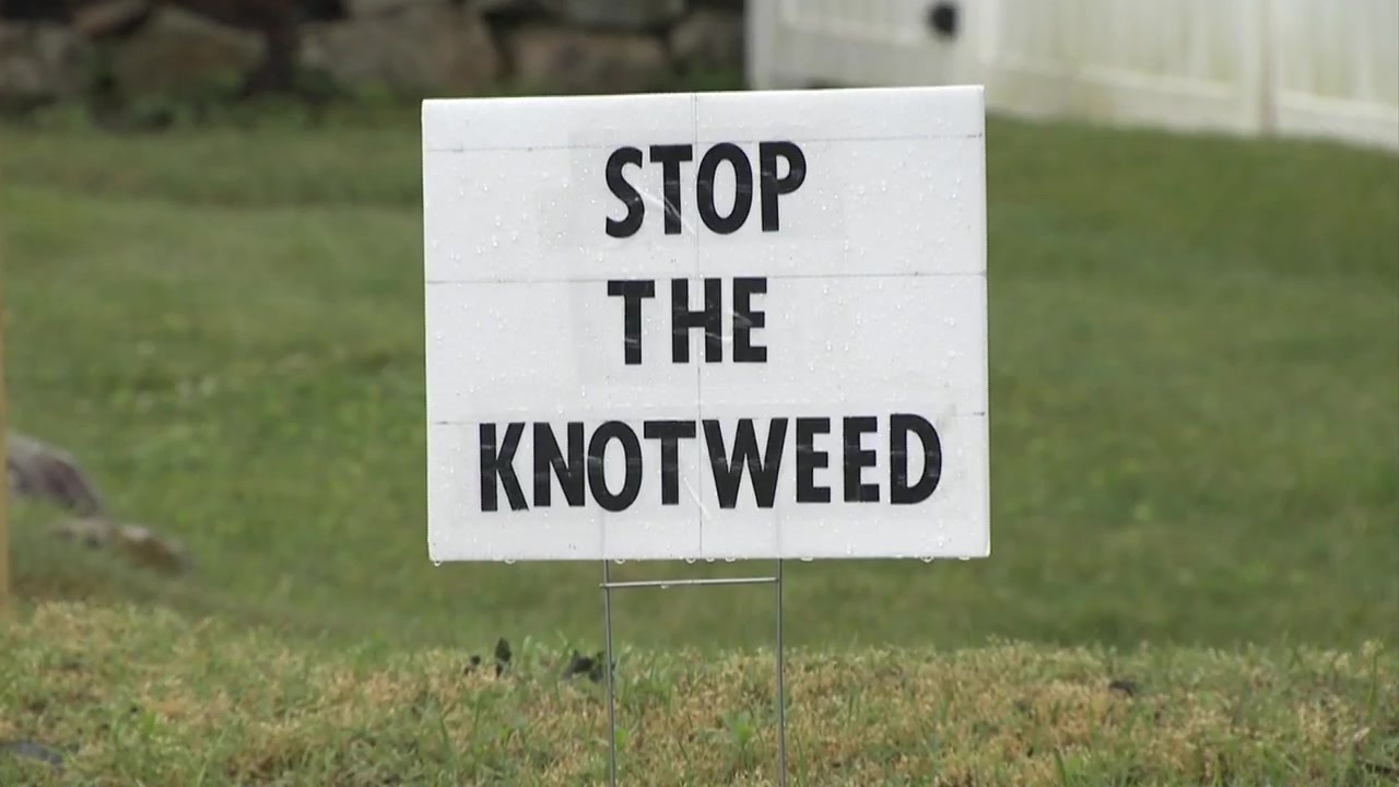 7 Investigates: Wicked weed causing wicked headaches in Saugus - Boston ...