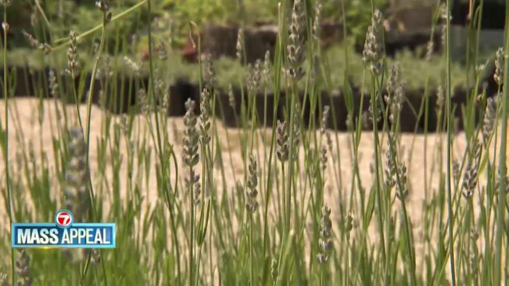 Cape & Islands – Boston News, Weather, Sports | WHDH 7News