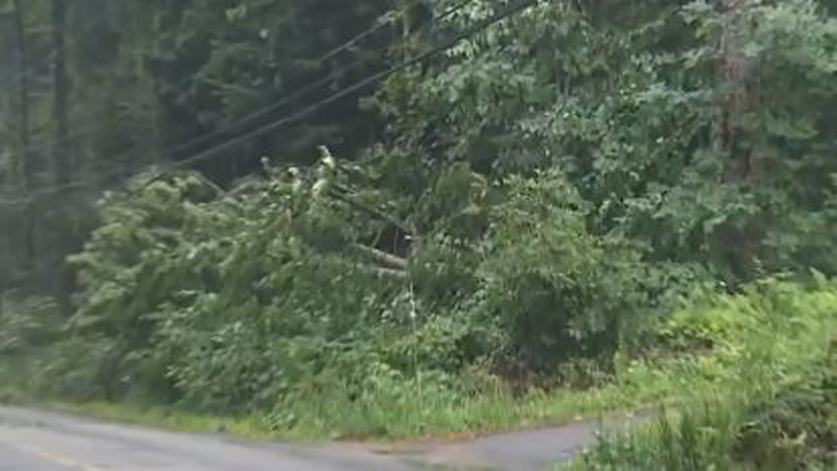 Storm that prompted Tornado Warning downs trees, branches in Keene, NH ...
