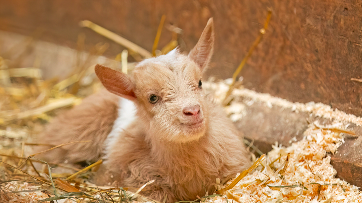 Two baby goats born at Dedham animal rescue soon ready for adoption ...