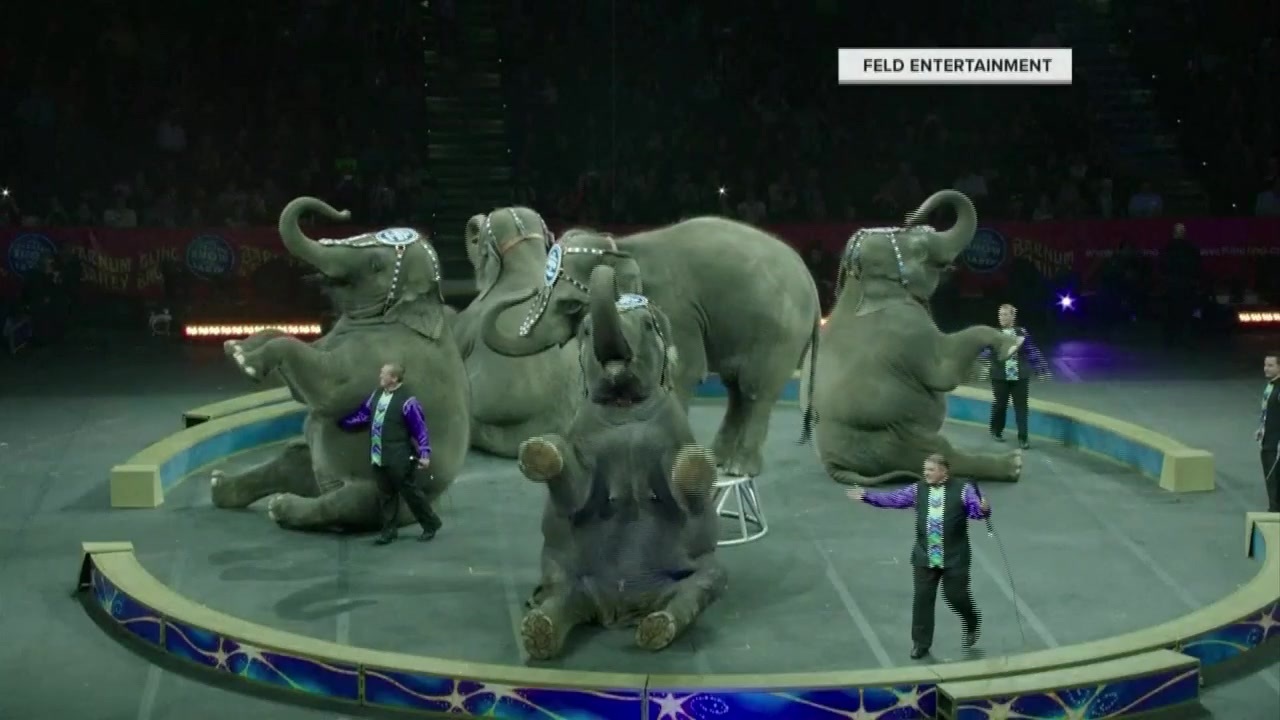 Bill to ban animals in circuses, traveling shows passes Mass. House ...