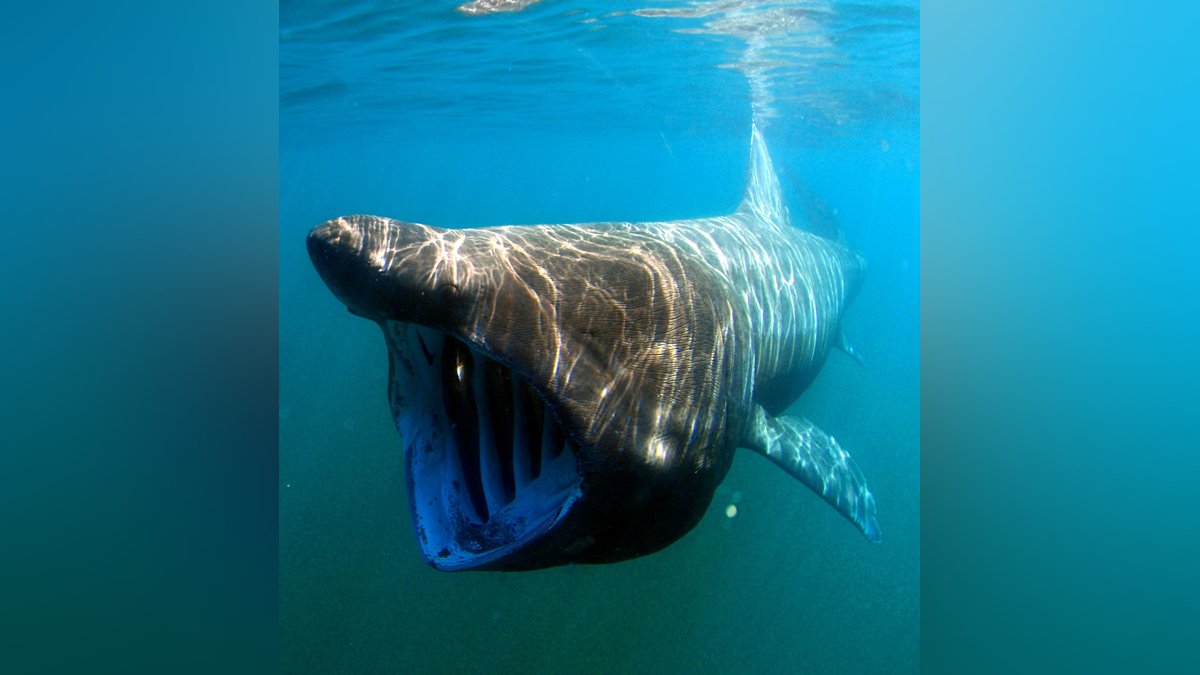 Boat hits massive 23-foot shark in rare video footage - Boston News ...