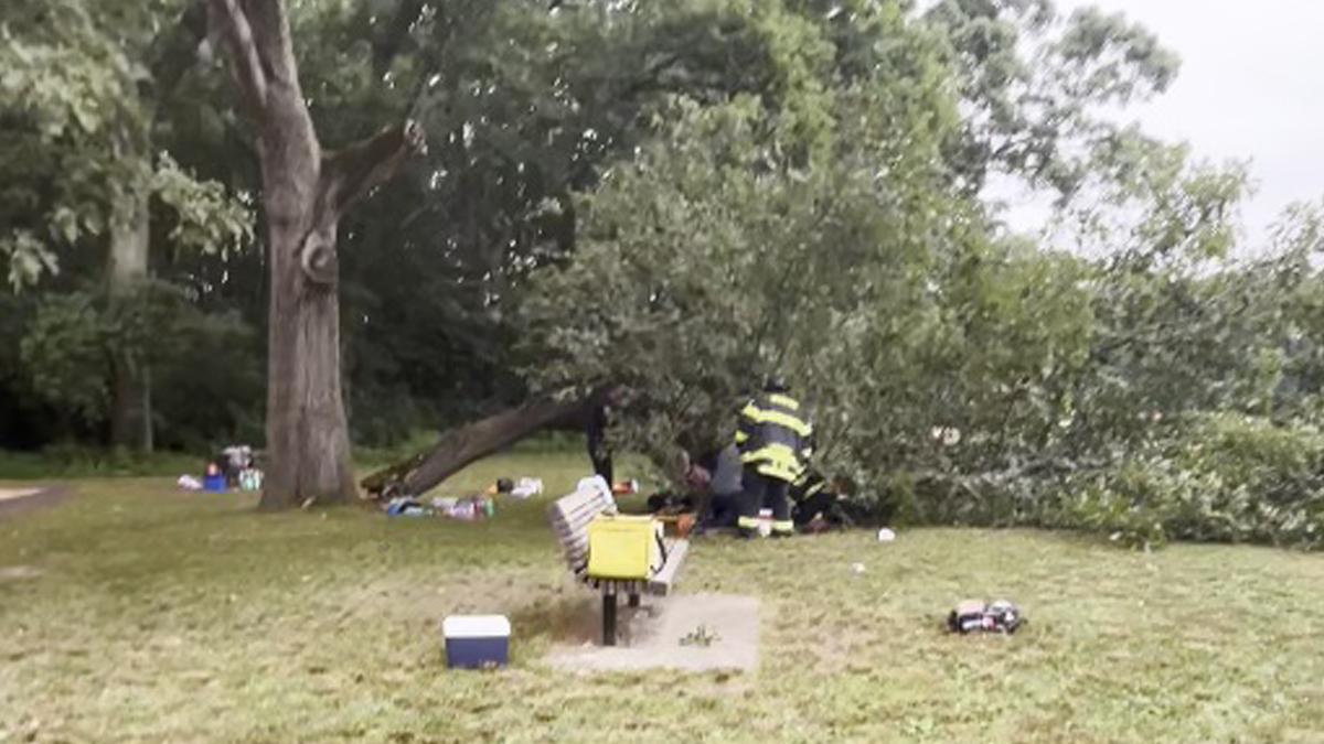 Falling tree branch injures several children at Norwood playground ...