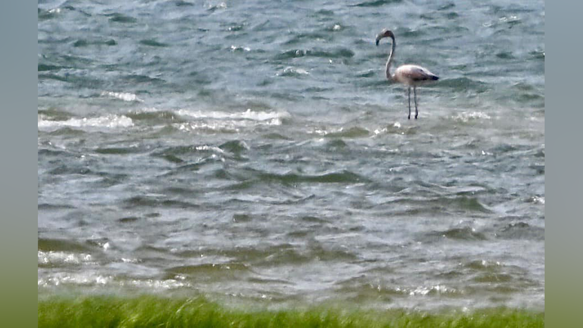 Flamingo spotted in Yarmouth, second recent sighting on Cape - Boston ...