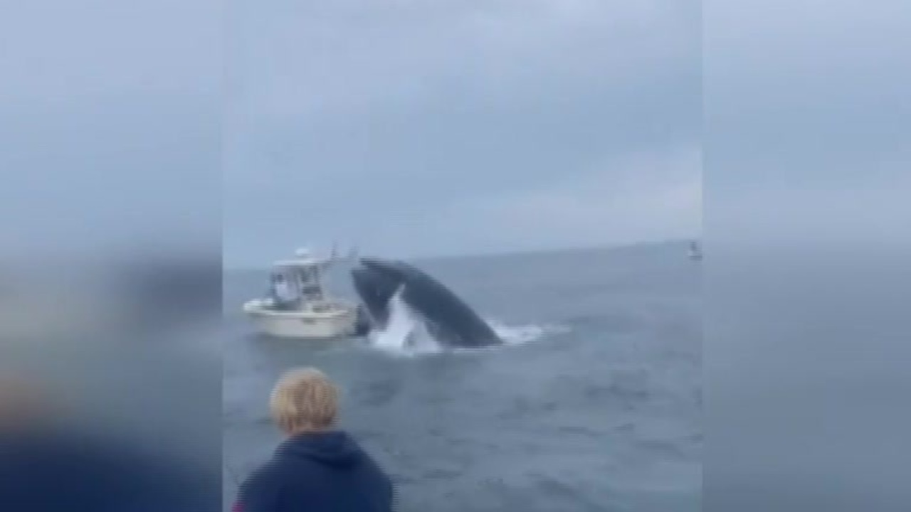 ‘A harrowing experience’: Whale flips boat off coast of New Hampshire ...