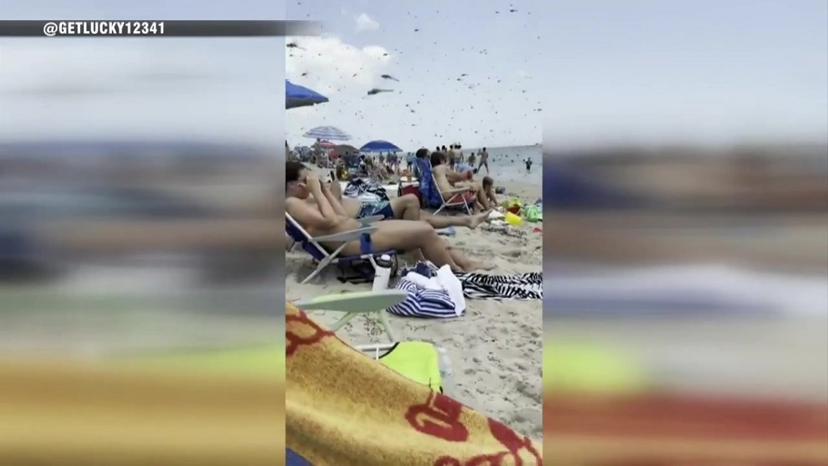 Wildlife expert weighs in after swarm of dragonflies descended on busy ...