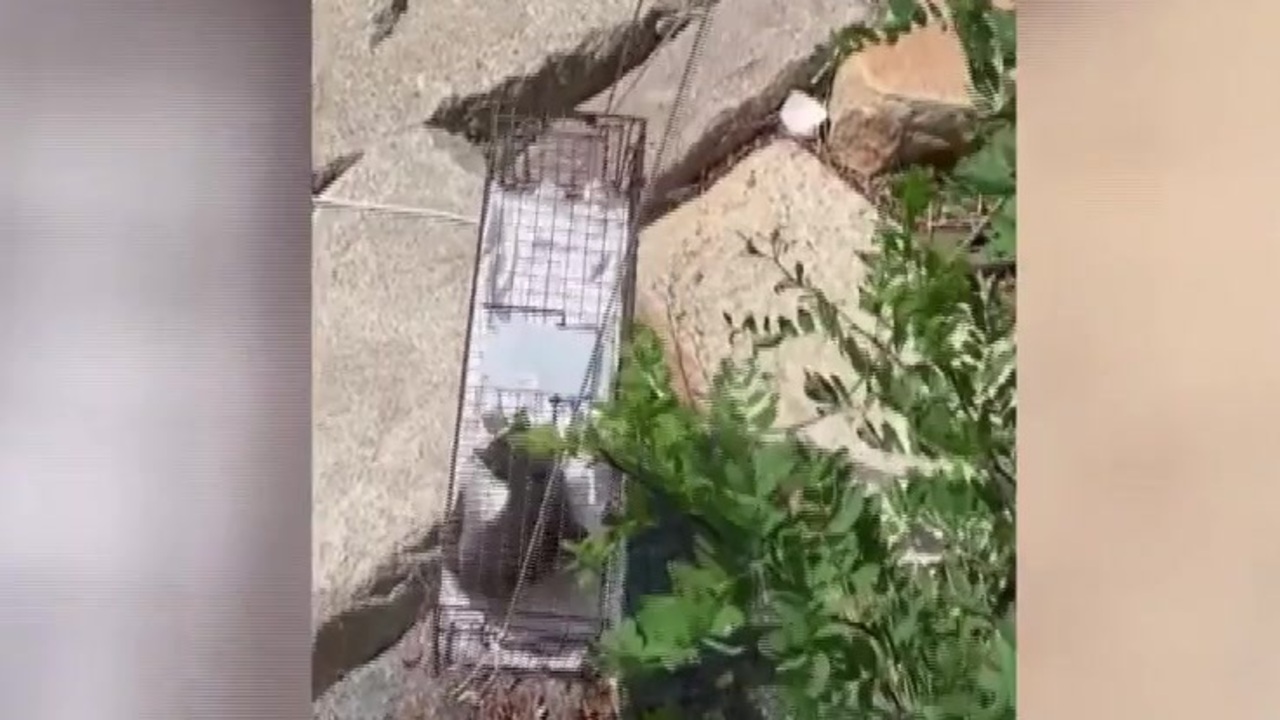 9-week-old kitten rescued from rocky embankment below Fall River ...