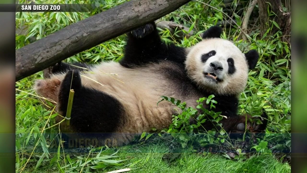 The pandas are coming! The pandas are coming! - Boston News, Weather ...