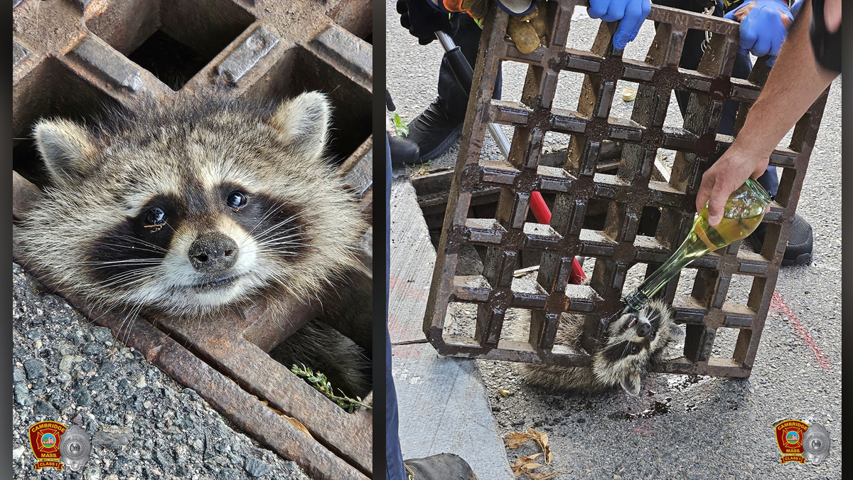 Cambridge firefighters help rescue raccoon that got stuck in storm ...