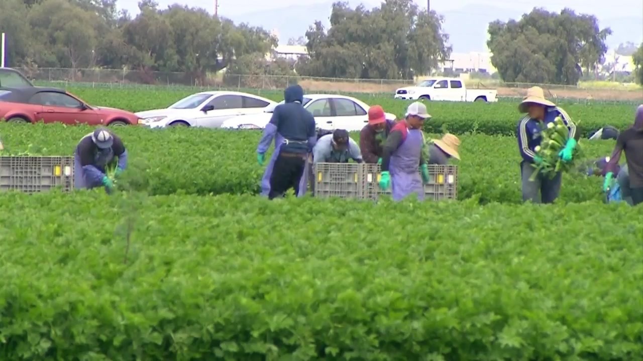 EPA issues emergency ban of weedkiller Dacthal, citing risks to unborn ...