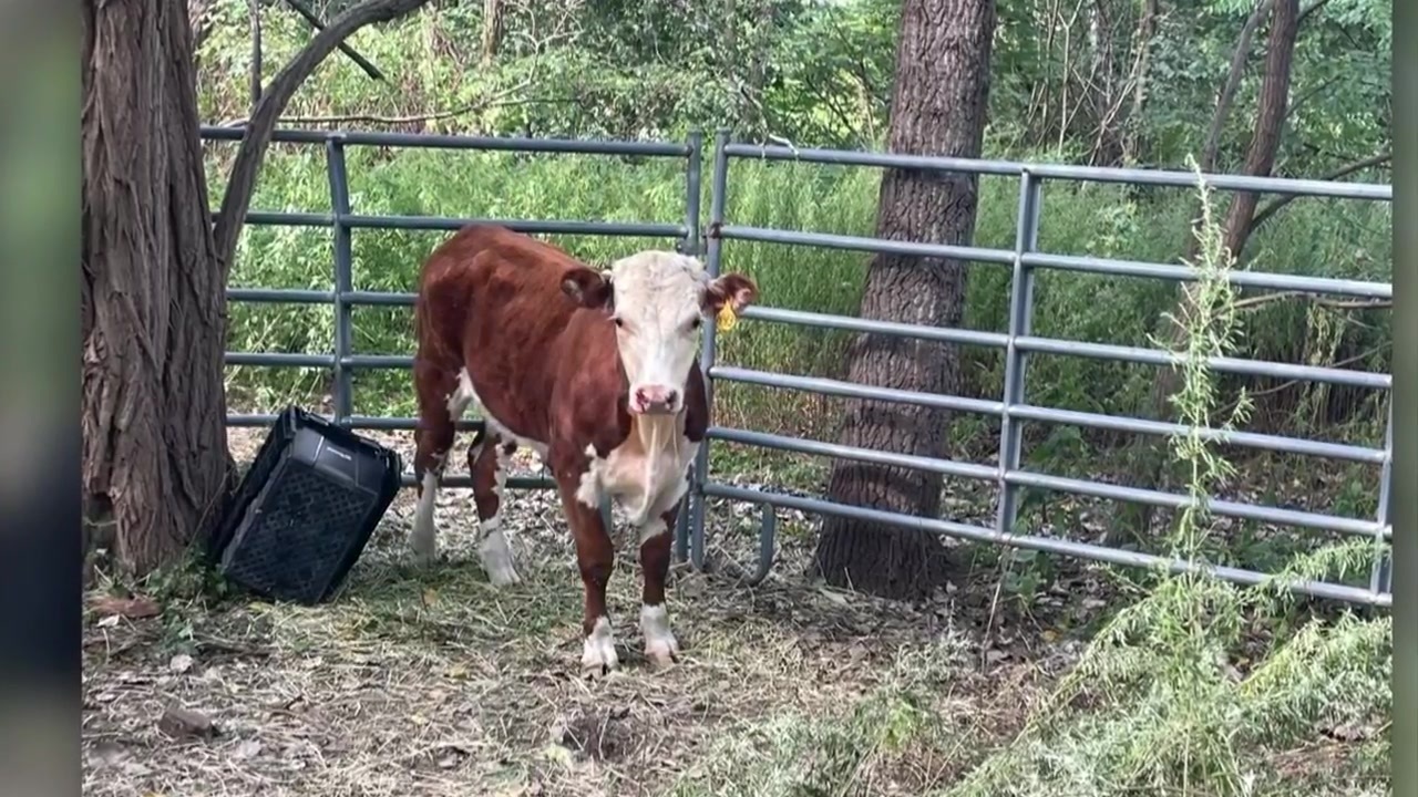 Missing bull located in Roslindale after months on the lam - Boston ...