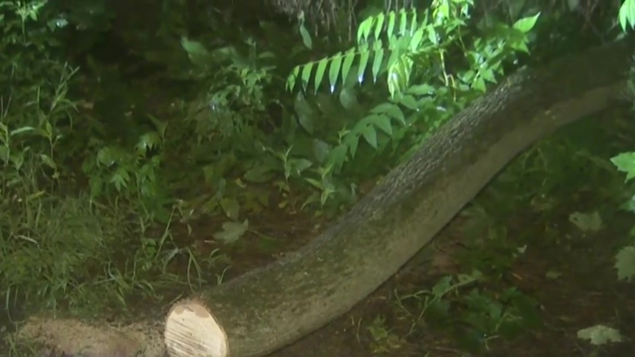 Three injured by falling tree in Orange - Boston News, Weather, Sports ...