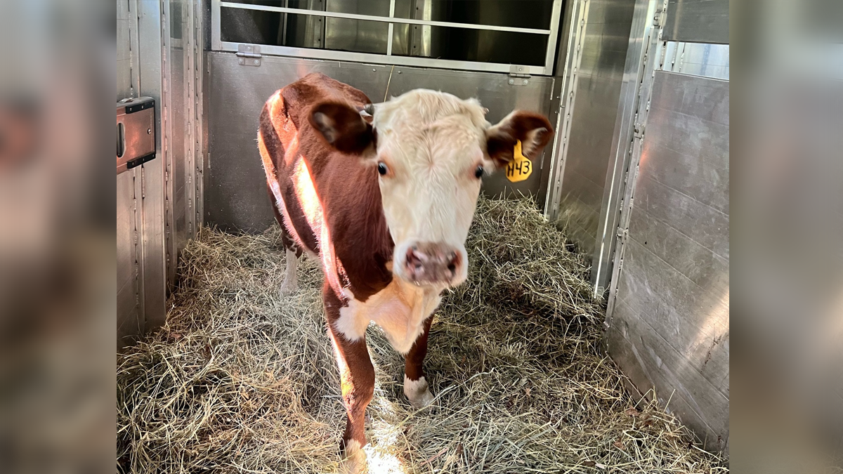 Moodini, the steer that spent two months on the run in Boston, will ...