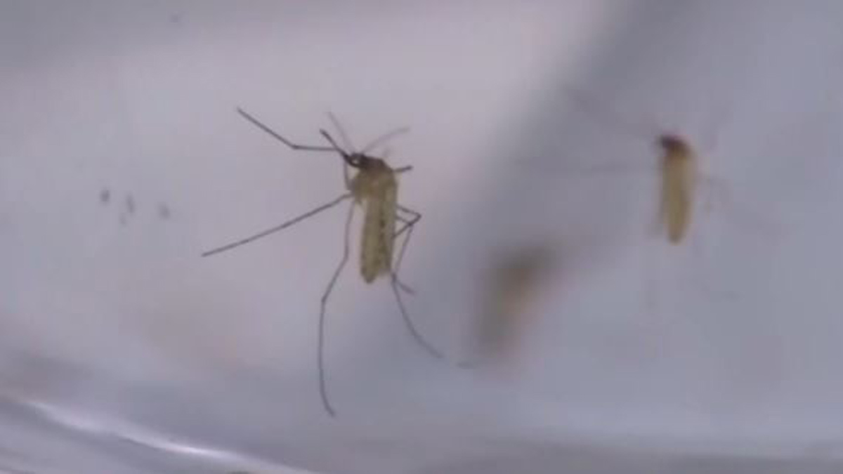 MA officials detect first mosquito sample of season positive for EEE ...