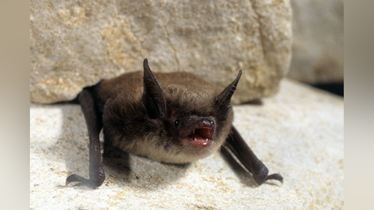 Bat in Norfolk tests positive for rabies after being caught in home ...