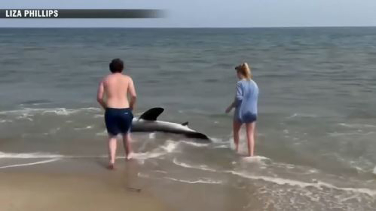 beached shark rescue
