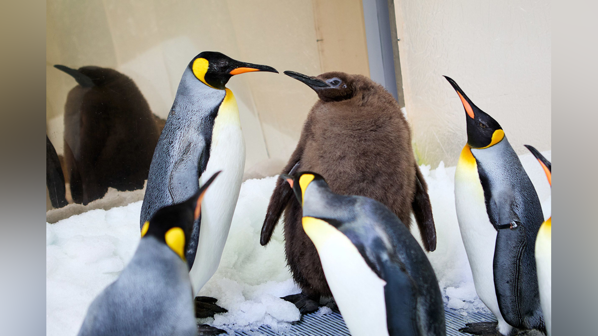 Pesto the baby penguin is already taller than his parents. Now he’s a ...