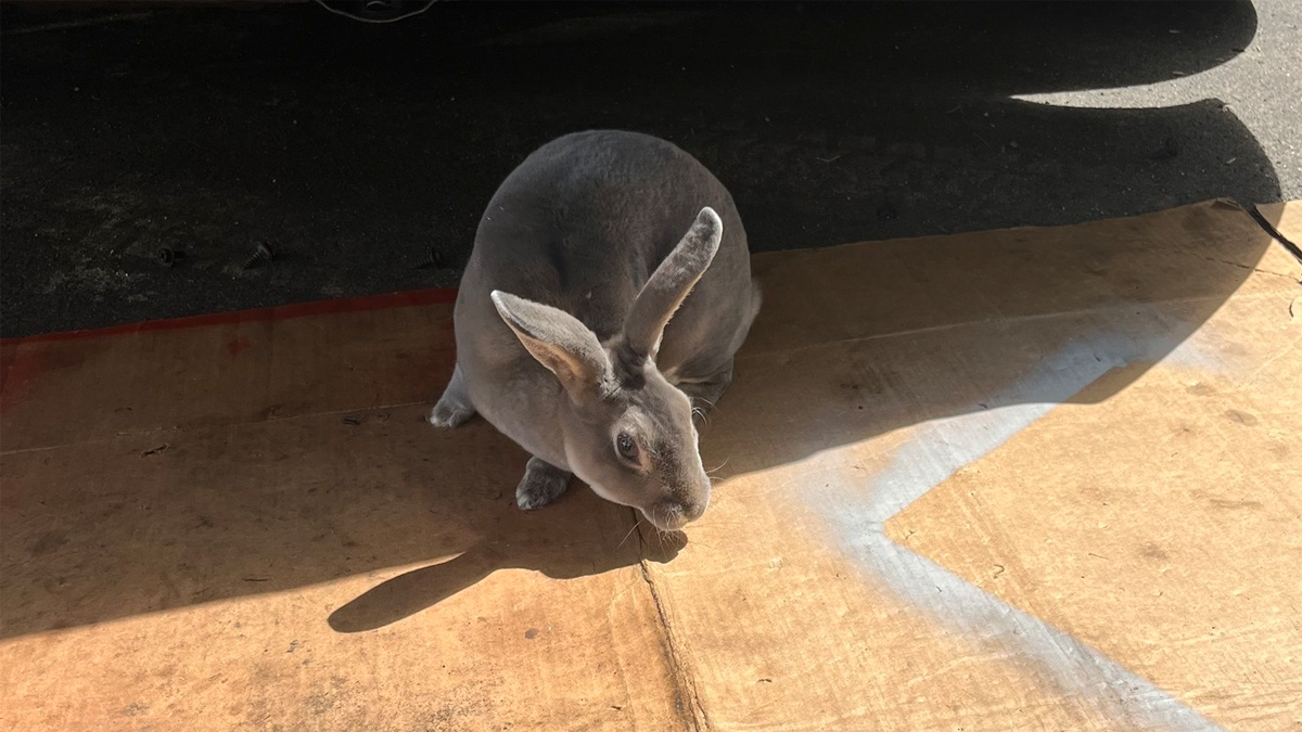 Pet rabbit takes road trip, hitches ride from Vermont to Massachusetts ...