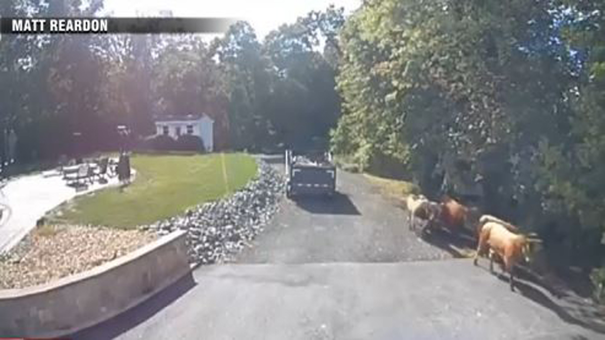 Crews corral 7 bulls that escaped from rodeo in North Attleboro, 1 ...