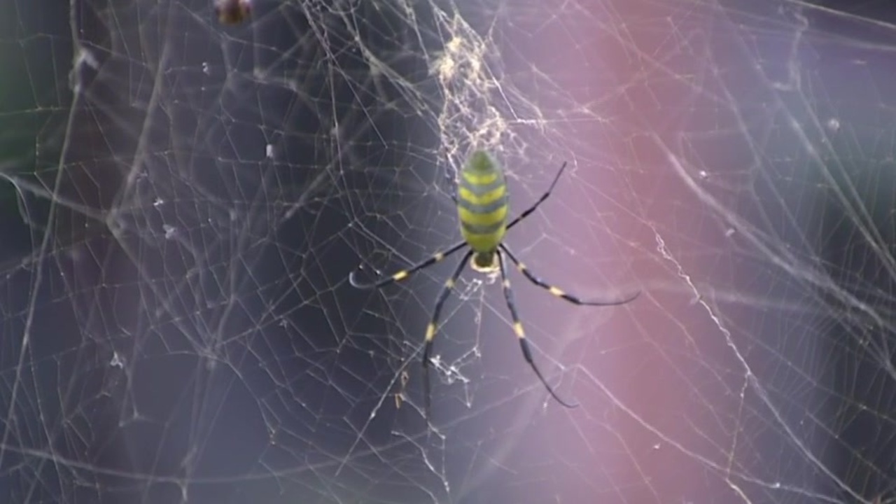 Beacon Hill’s newest resident has eight legs and a brightly colored ...