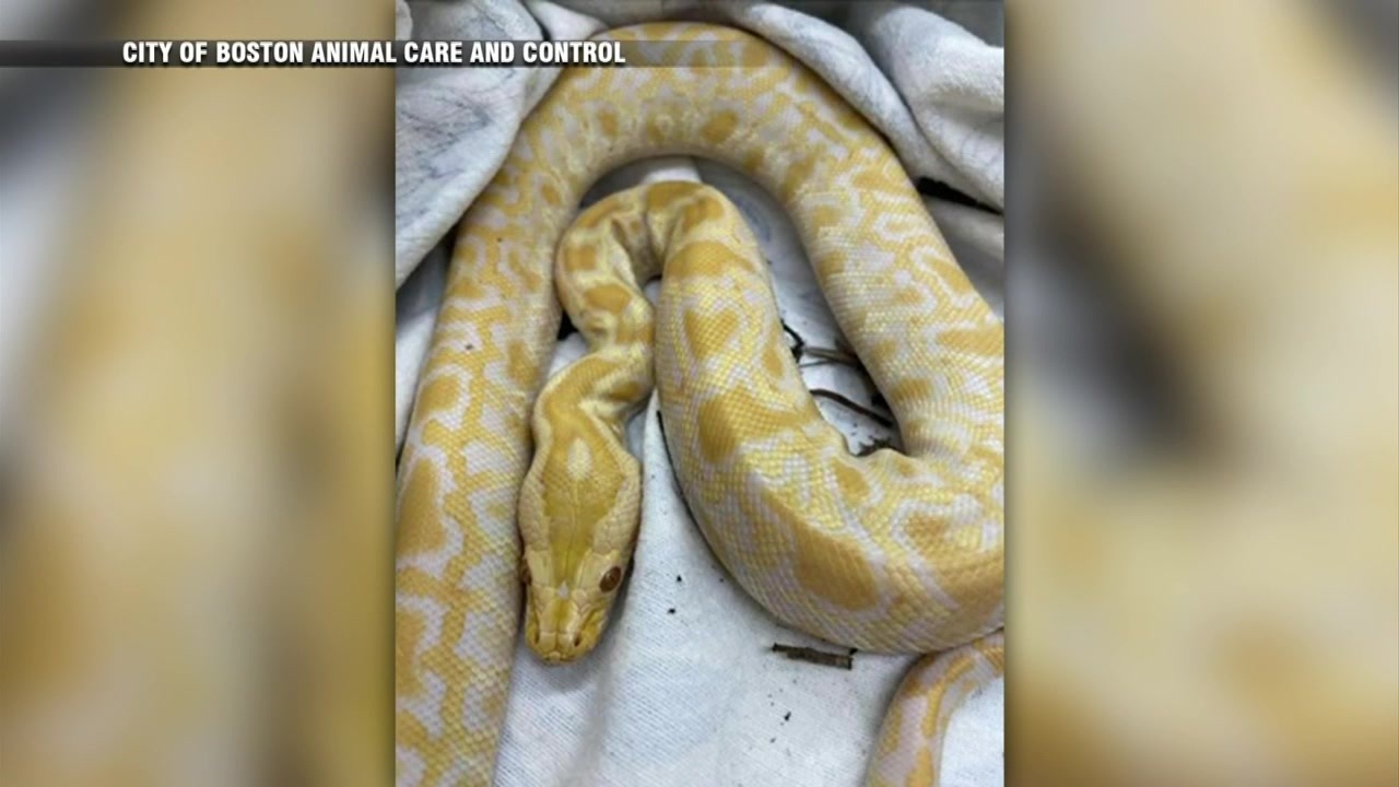 Animal control looking for owner of yellow python found in Brighton ...