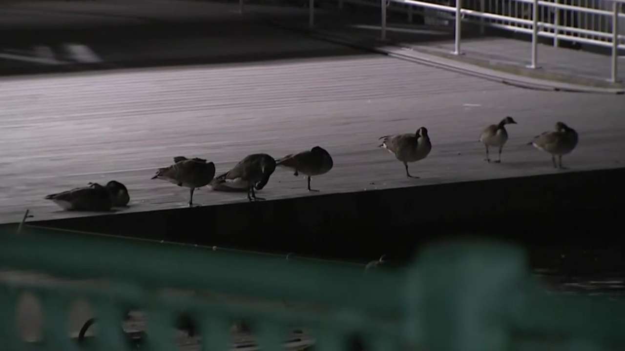 Retired engineer uses AI tech to keep geese off Charles River dock in ...