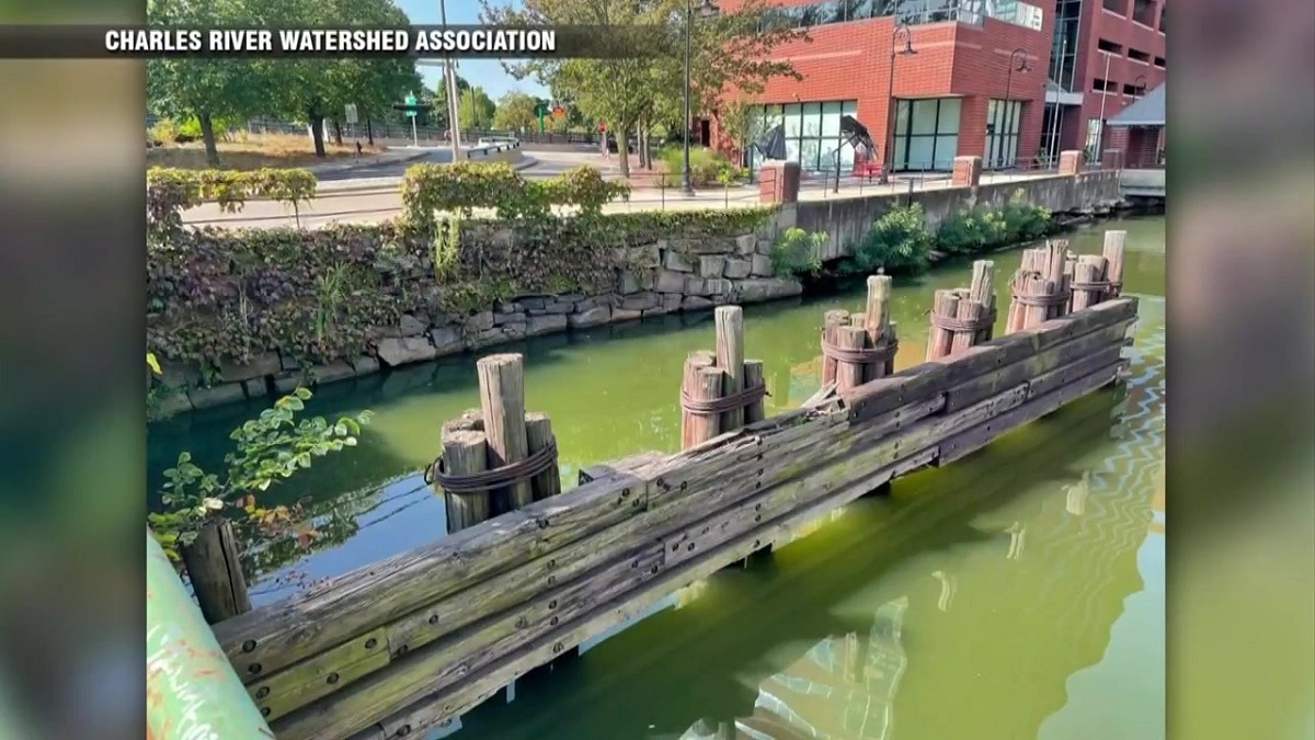 Cyanobacteria bloom prompts public health advisory for Charles River ...