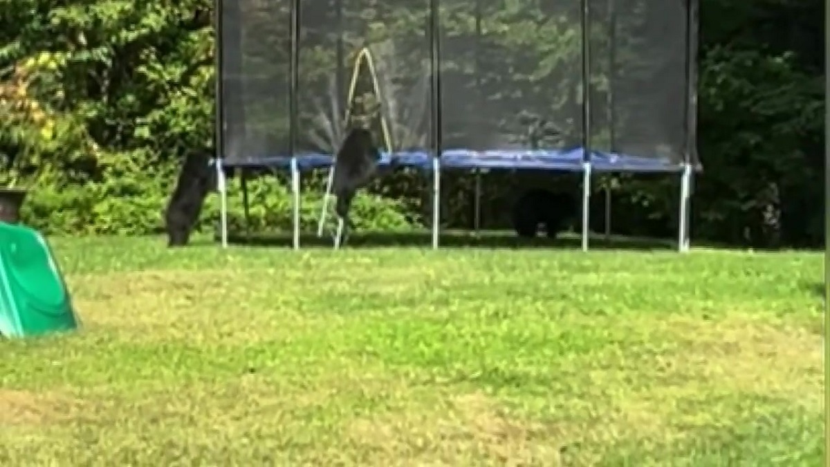 Video shows bears playing on trampoline in Sturbridge - Boston News ...