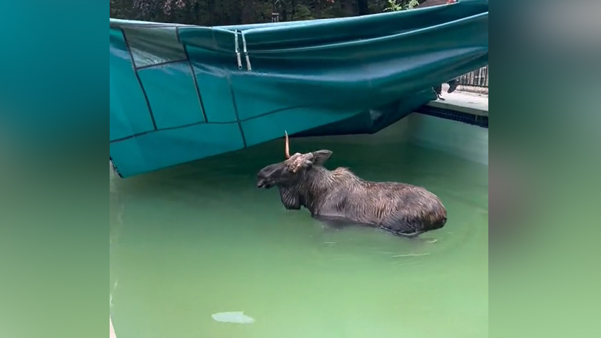 Crews respond to report of moose in Bedford, NH swimming pool - Boston ...
