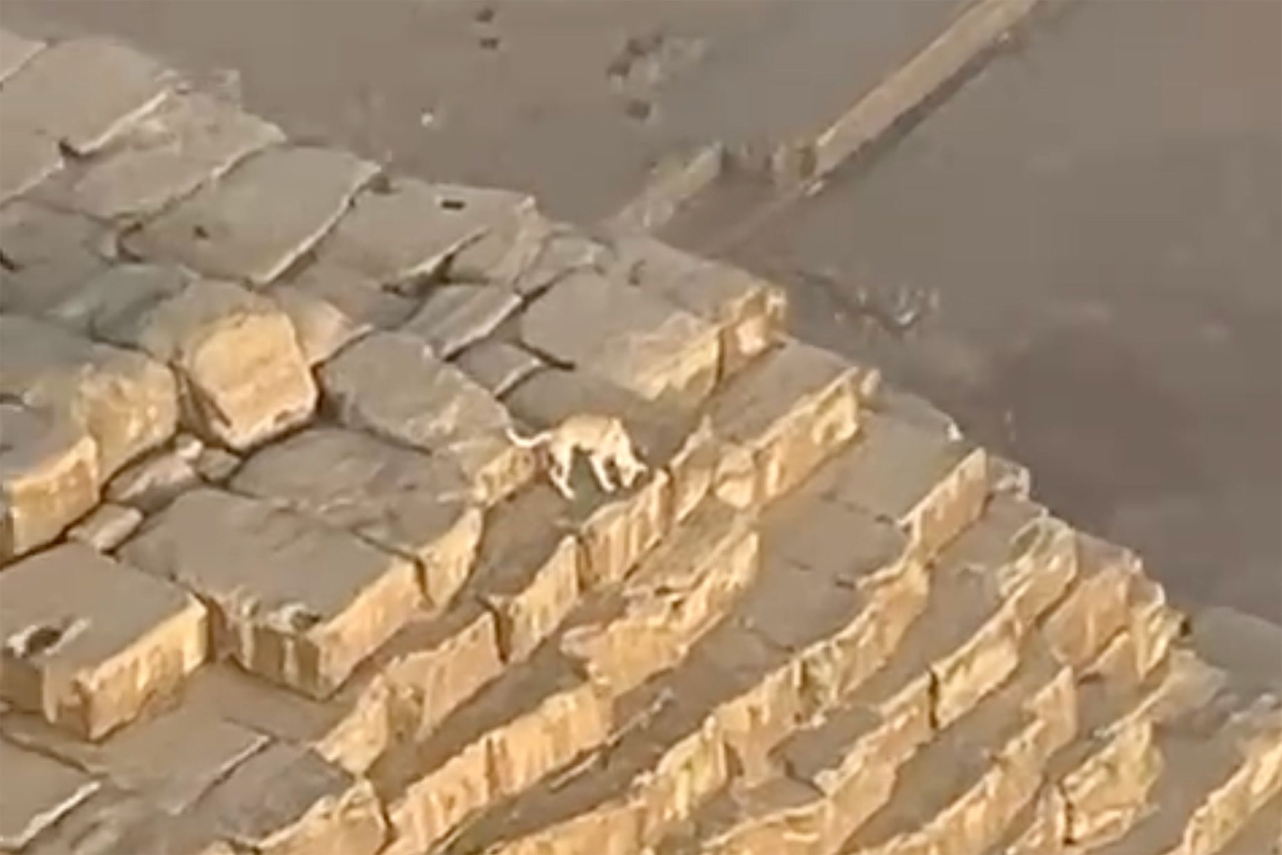 Dog spotted hanging out on top of ancient pyramid in Egypt - Boston ...