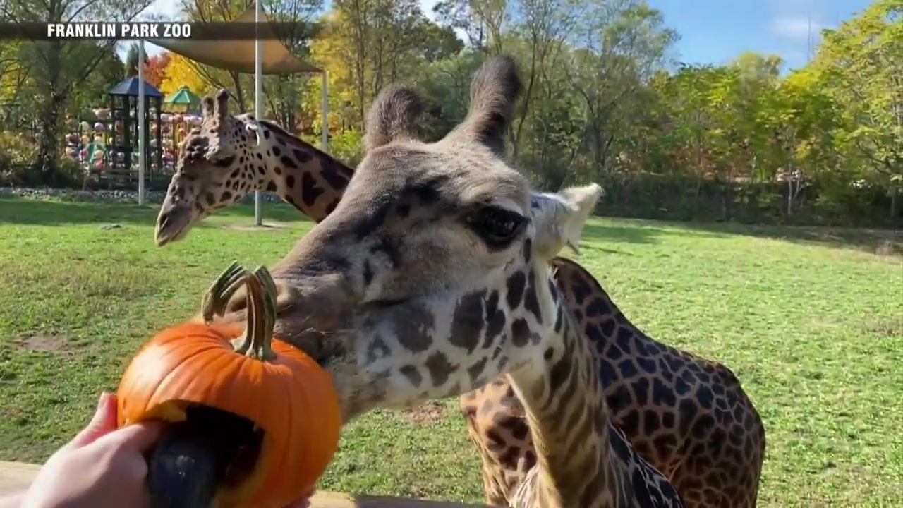 Animals at Franklin Park Zoo get into Halloween spirit - Boston News ...