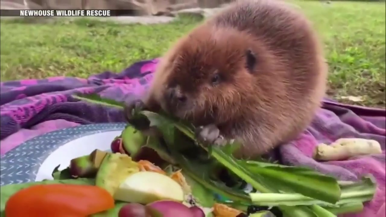 The fate of Nibi the beaver lands in court as rescuers try to stop her ...
