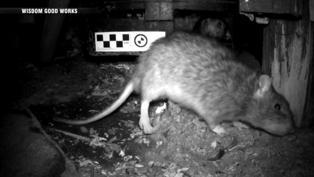 Boston city council discussing expanding rat birth control program ...