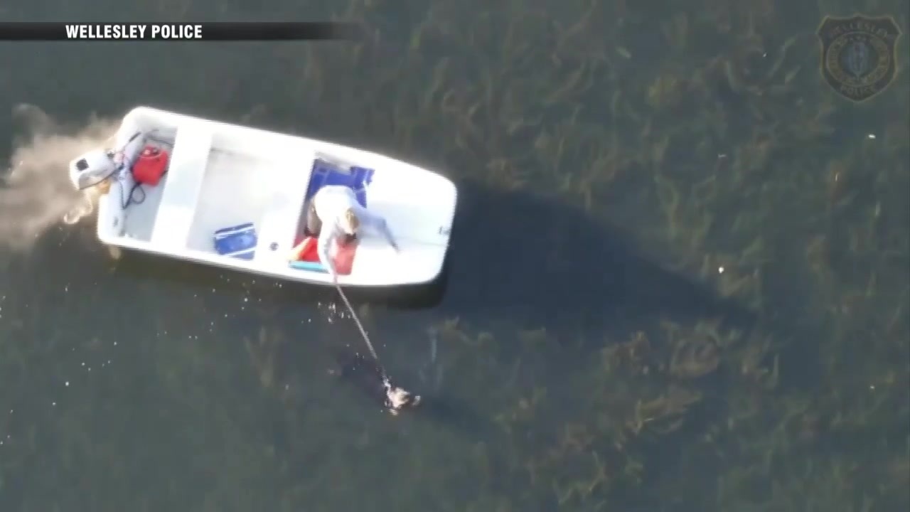 Wild water rescue in Wellesley saves dog - Boston News, Weather, Sports ...