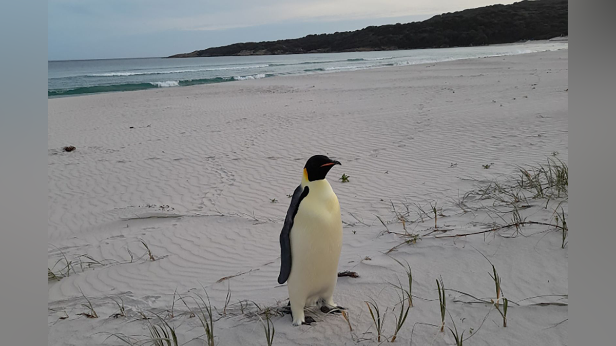 Emperor penguin turns up on Australian beach, thousands of miles from ...