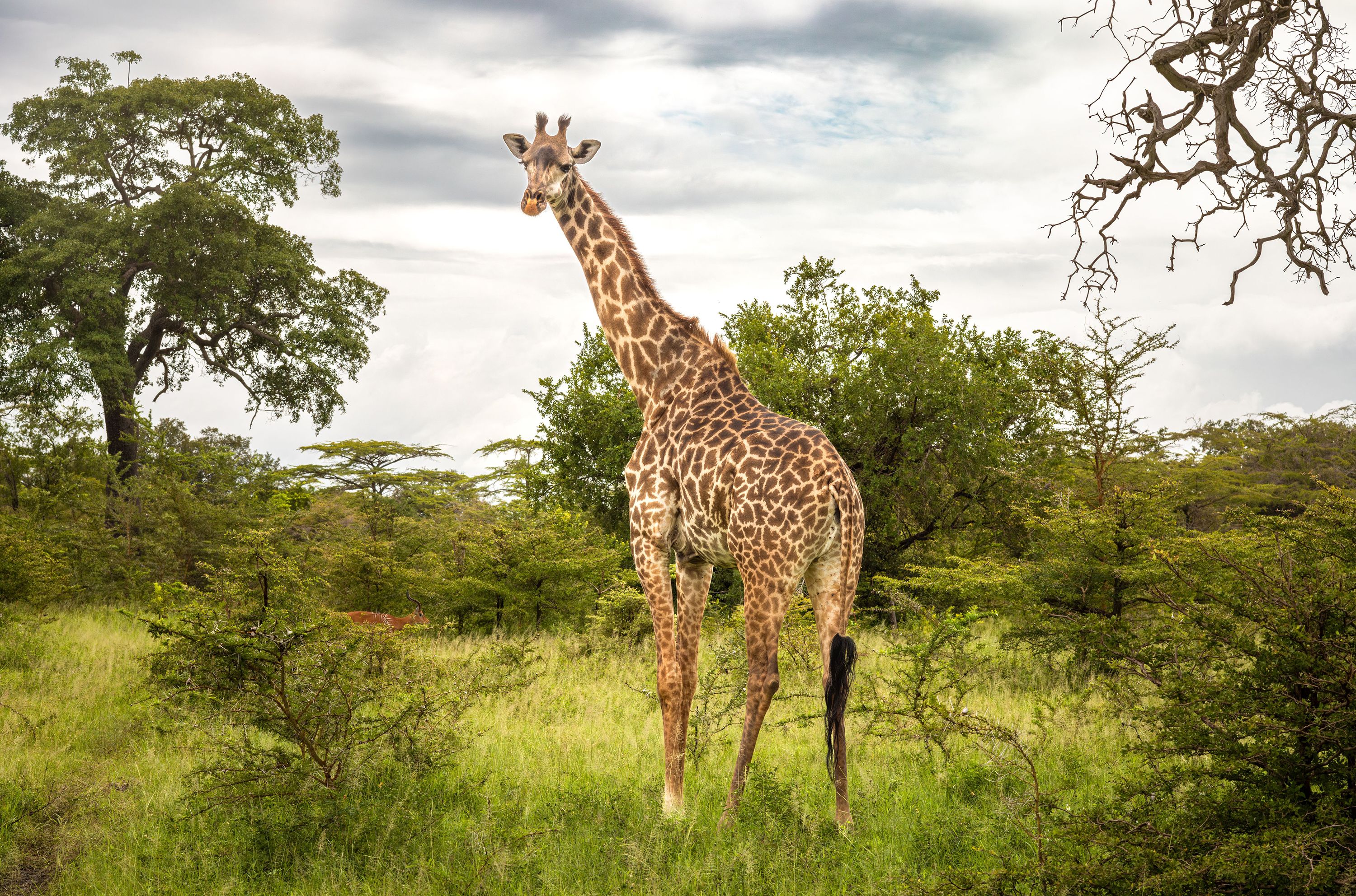 Giraffes are up next on the endangered species list, US wildlife ...