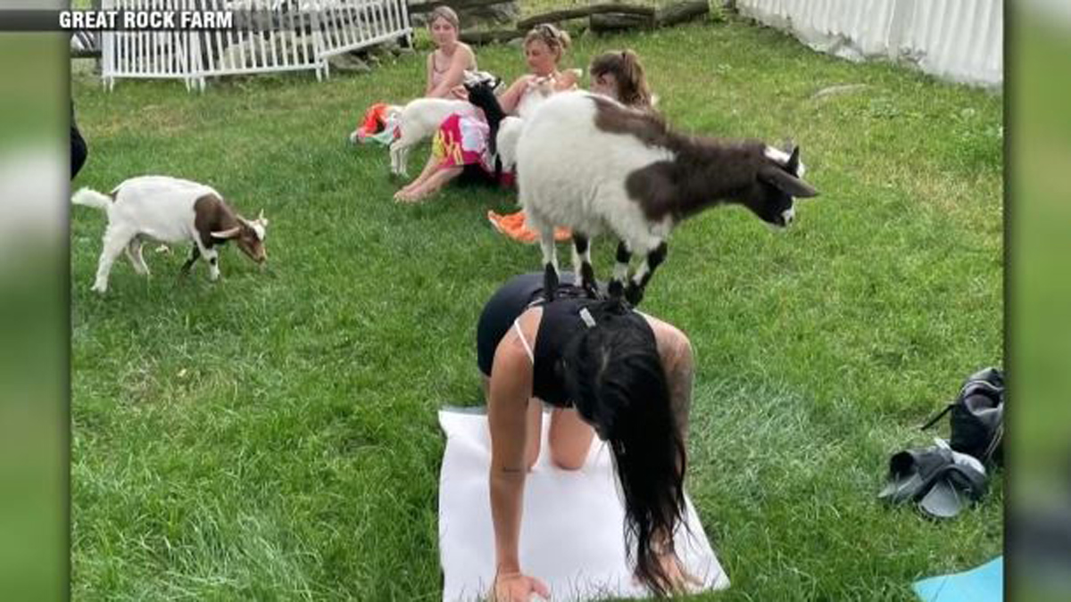 Georgetown farm offering goat yoga classes - Boston News, Weather ...