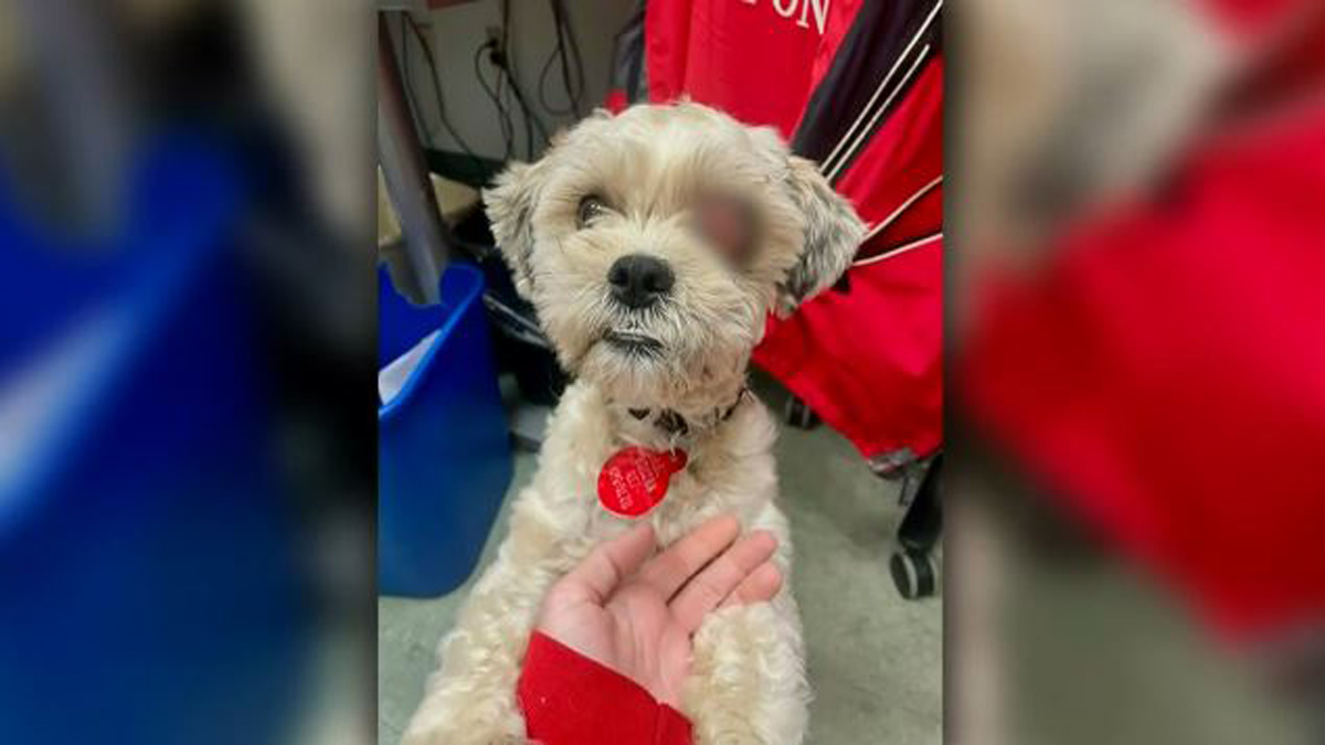 Dog found tied up outside vet clinic in Boston looking for forever home ...