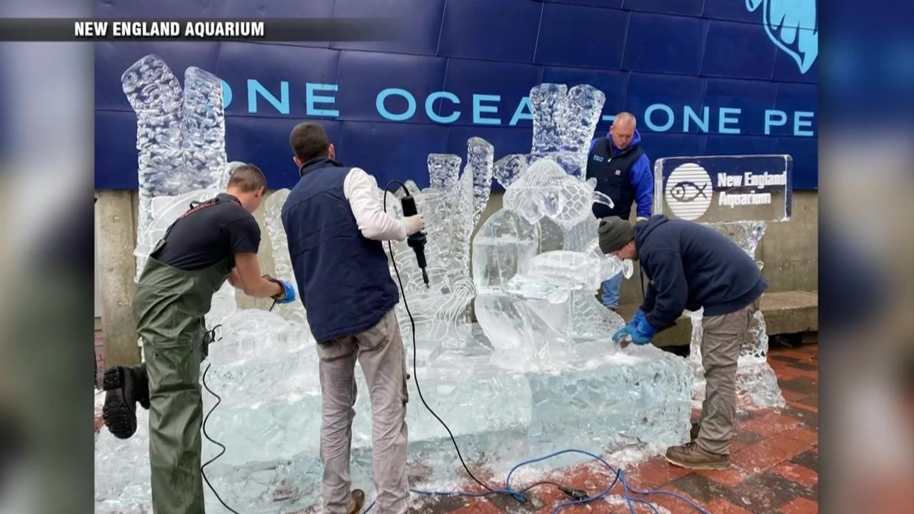 Sea turtle ice sculpture taking shape at New England Aquarium - Boston ...