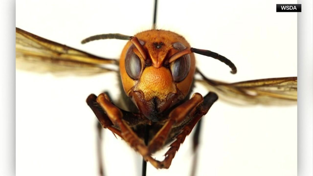 Invasive ‘murder hornets’ are wiped out in the US, officials say ...
